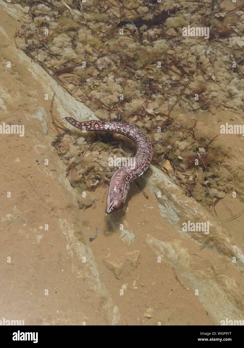 Swimming moray eel hi-res stock photography and images - Alamy