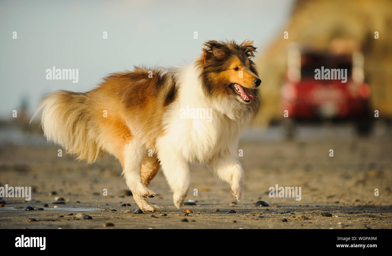 Shetland Sheepdog Walking At Beach Stock Photo - Alamy