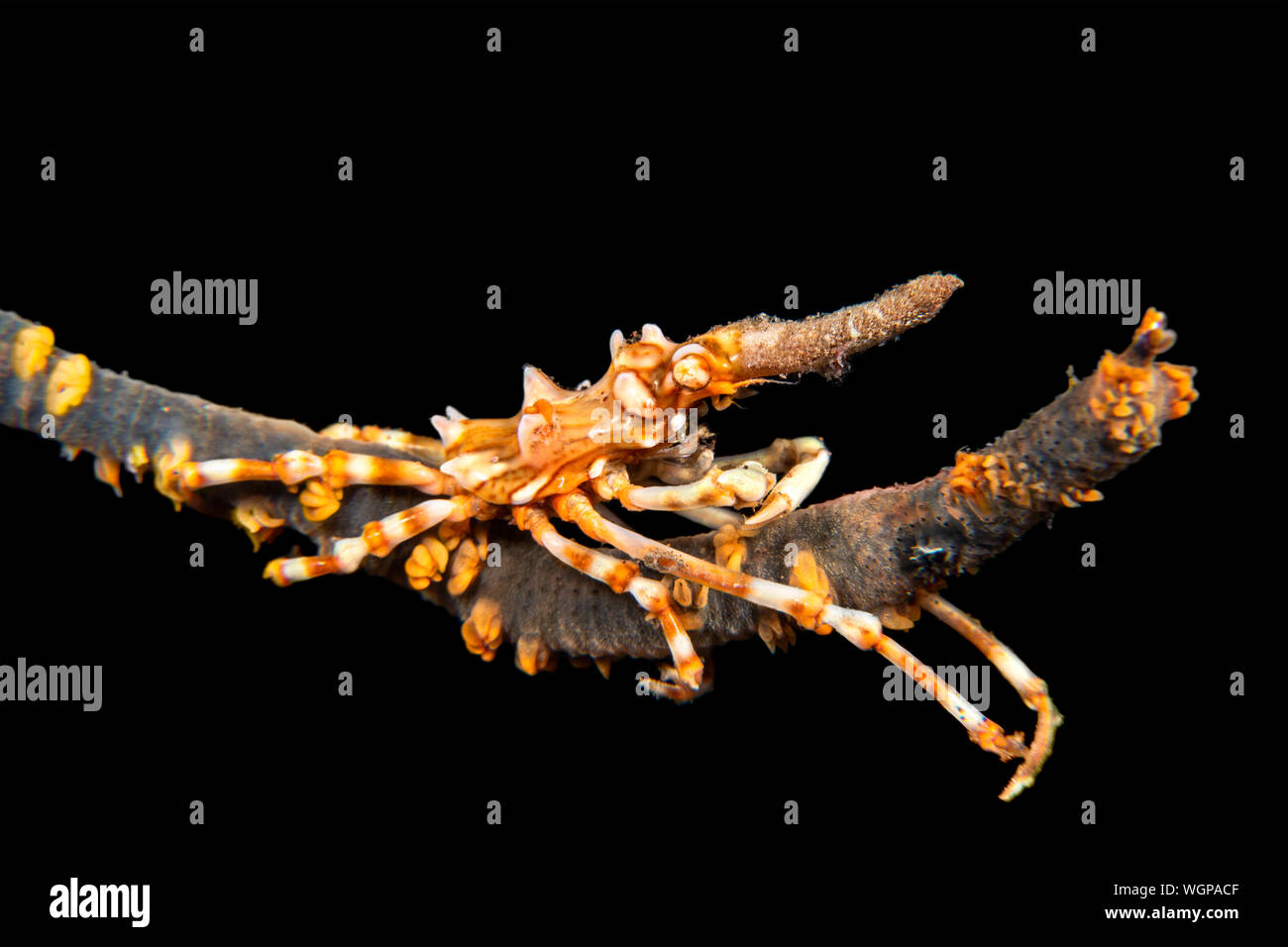 Xeno crab in the wire coral hi-res stock photography and images - Alamy