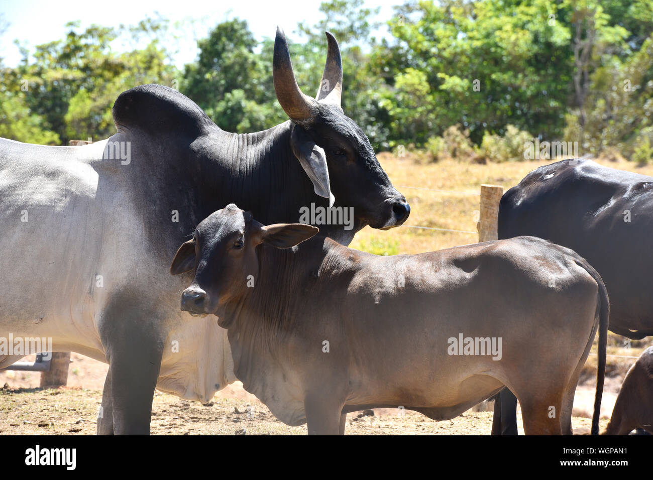 farm breeding with cow calf bull ox in nature landscape Stock Photo - Alamy