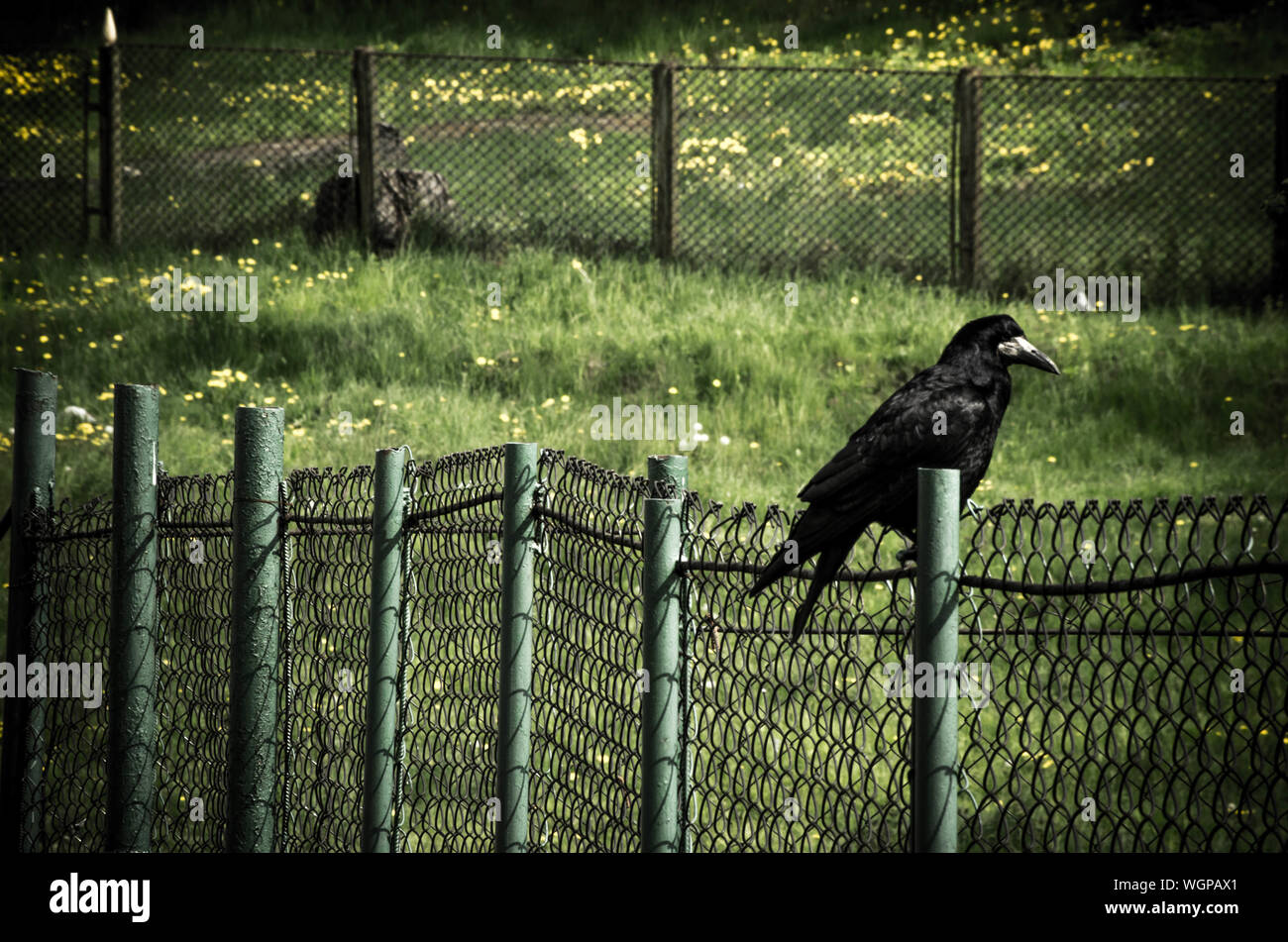 Raven on fence hi-res stock photography and images - Alamy