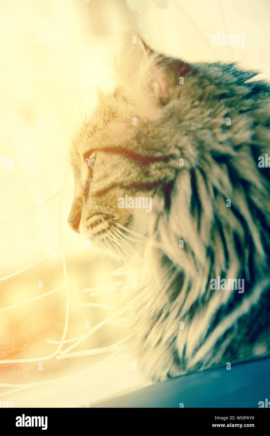 Cat looking at sunset hi-res stock photography and images - Alamy