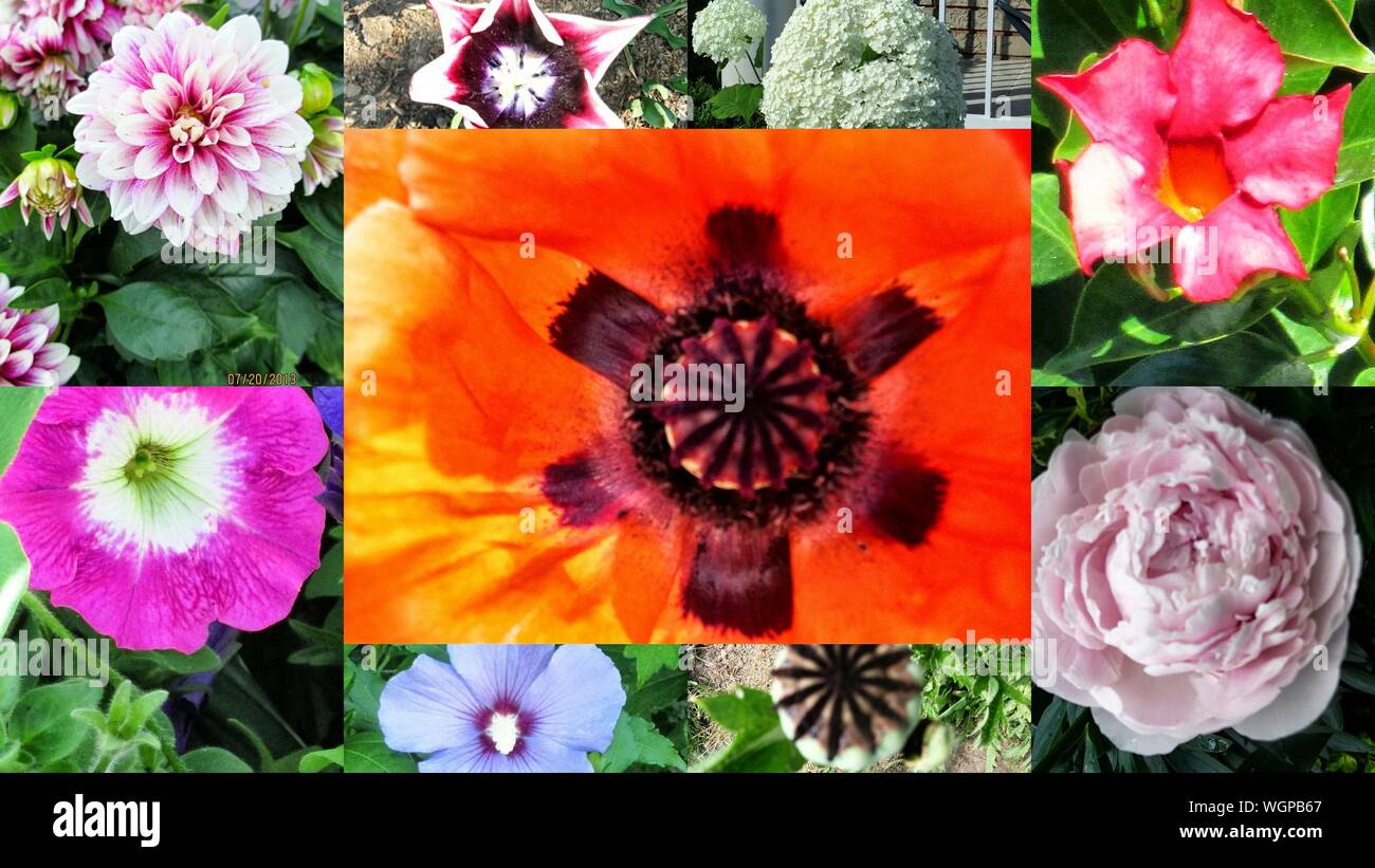 Hibiscus collage hi-res stock photography and images - Alamy