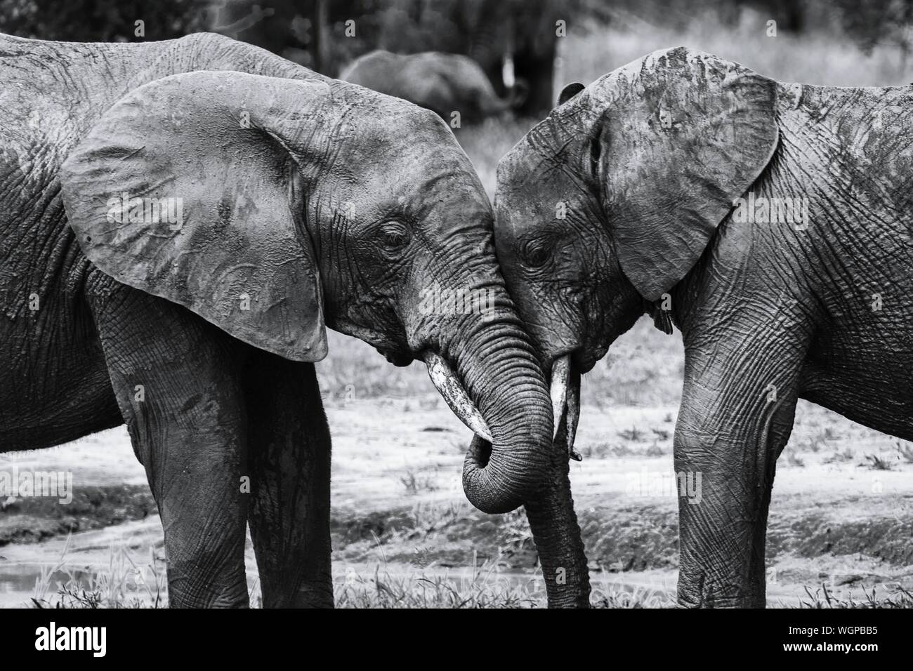 Elephants face hi-res stock photography and images - Alamy