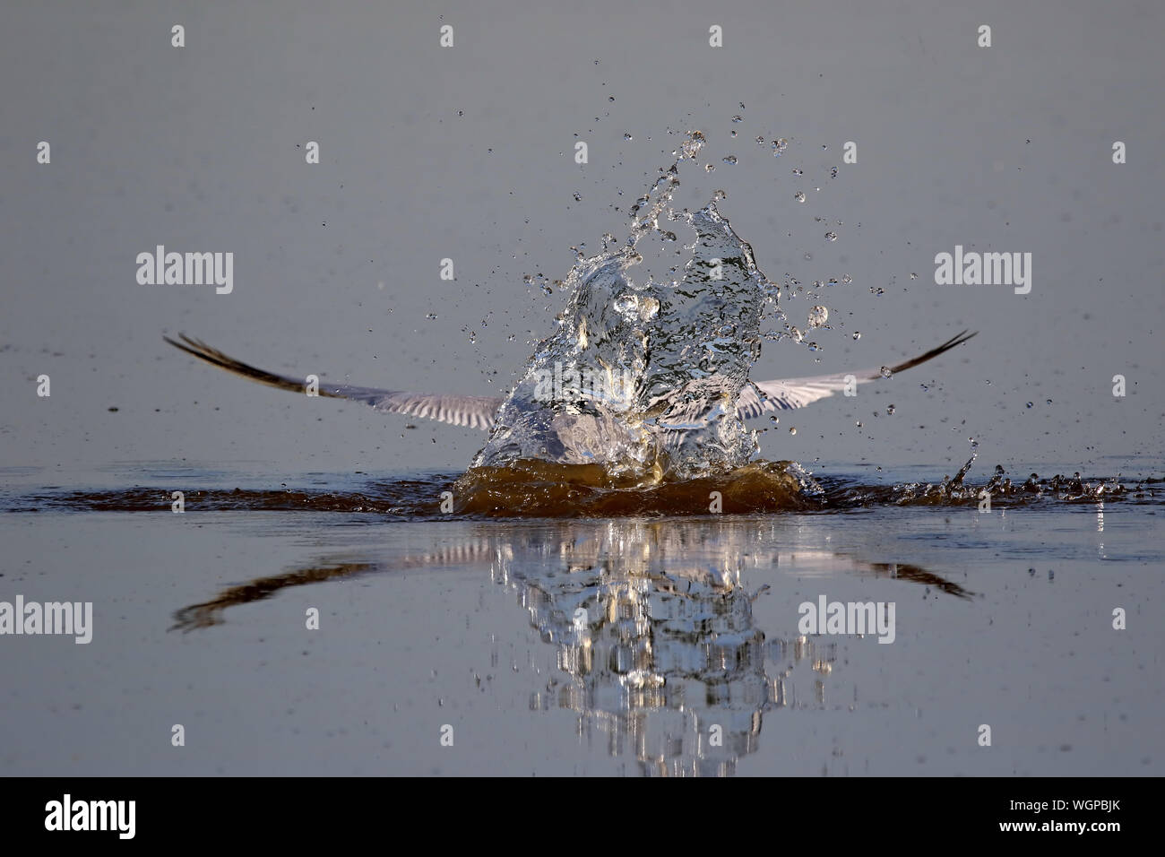 Caspian lake hi-res stock photography and images - Alamy