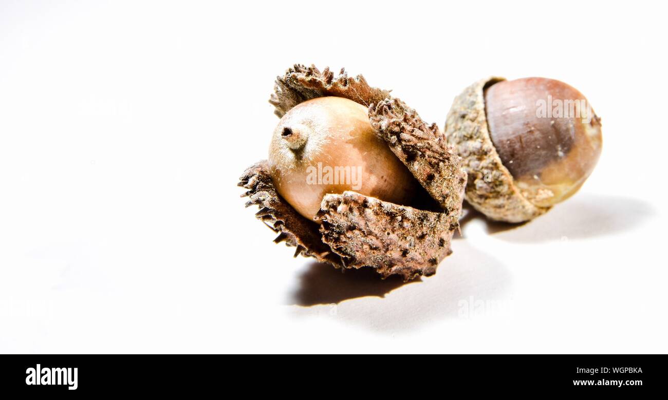 Acorns white background hi-res stock photography and images - Alamy