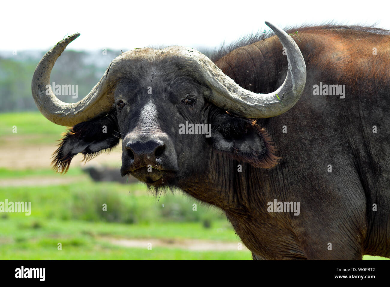 Portrait domestic water buffalo hi-res stock photography and images - Alamy
