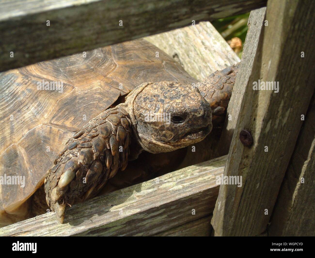 Wooden turtle hi-res stock photography and images - Alamy