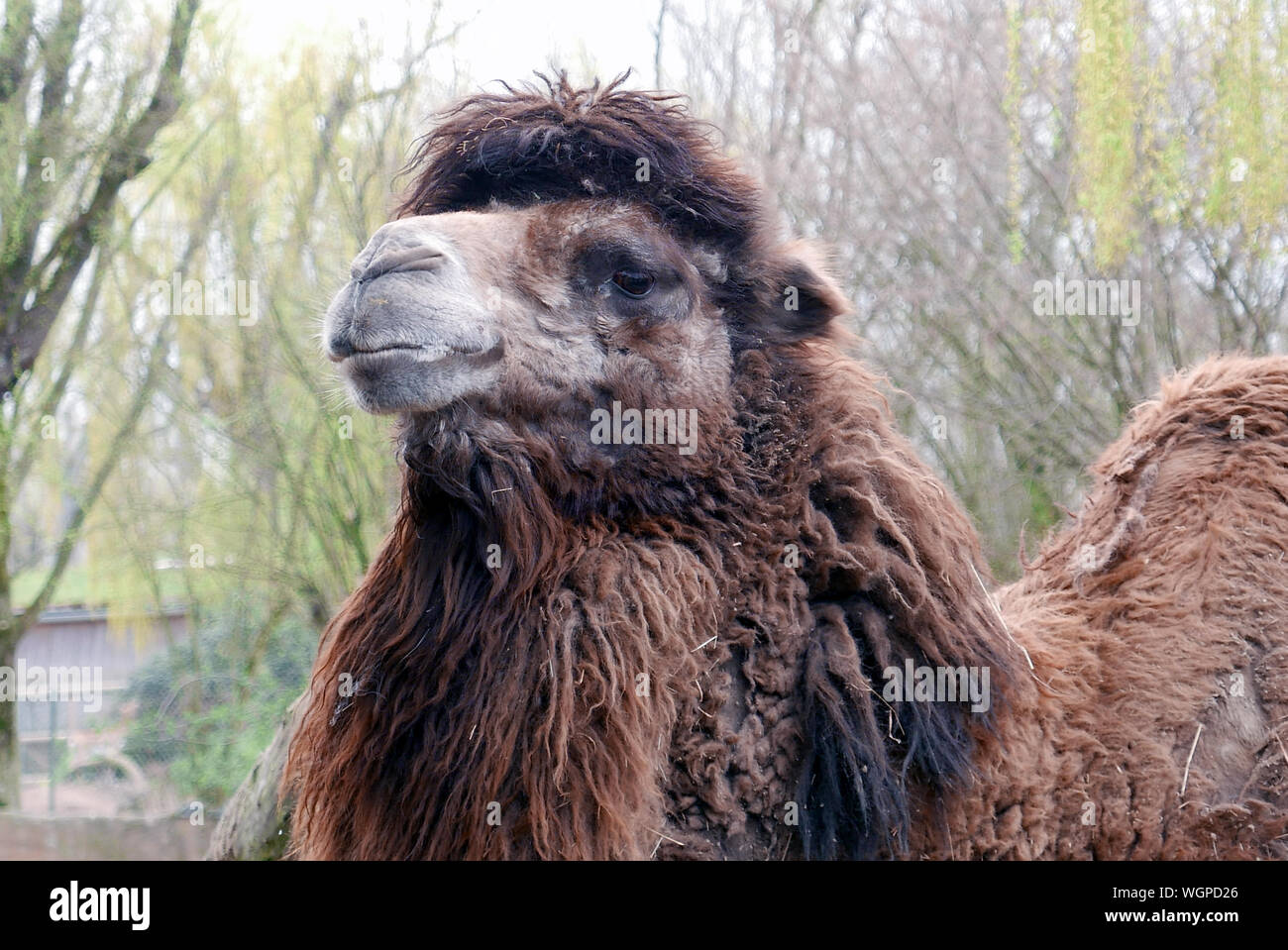 Hairy camel hi-res stock photography and images - Alamy