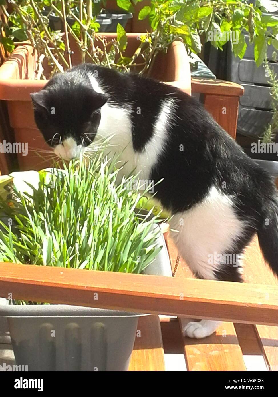 Smelling grass hi-res stock photography and images - Alamy