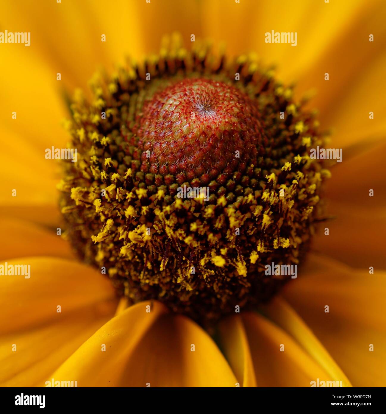 Multi head sunflower hi-res stock photography and images - Alamy