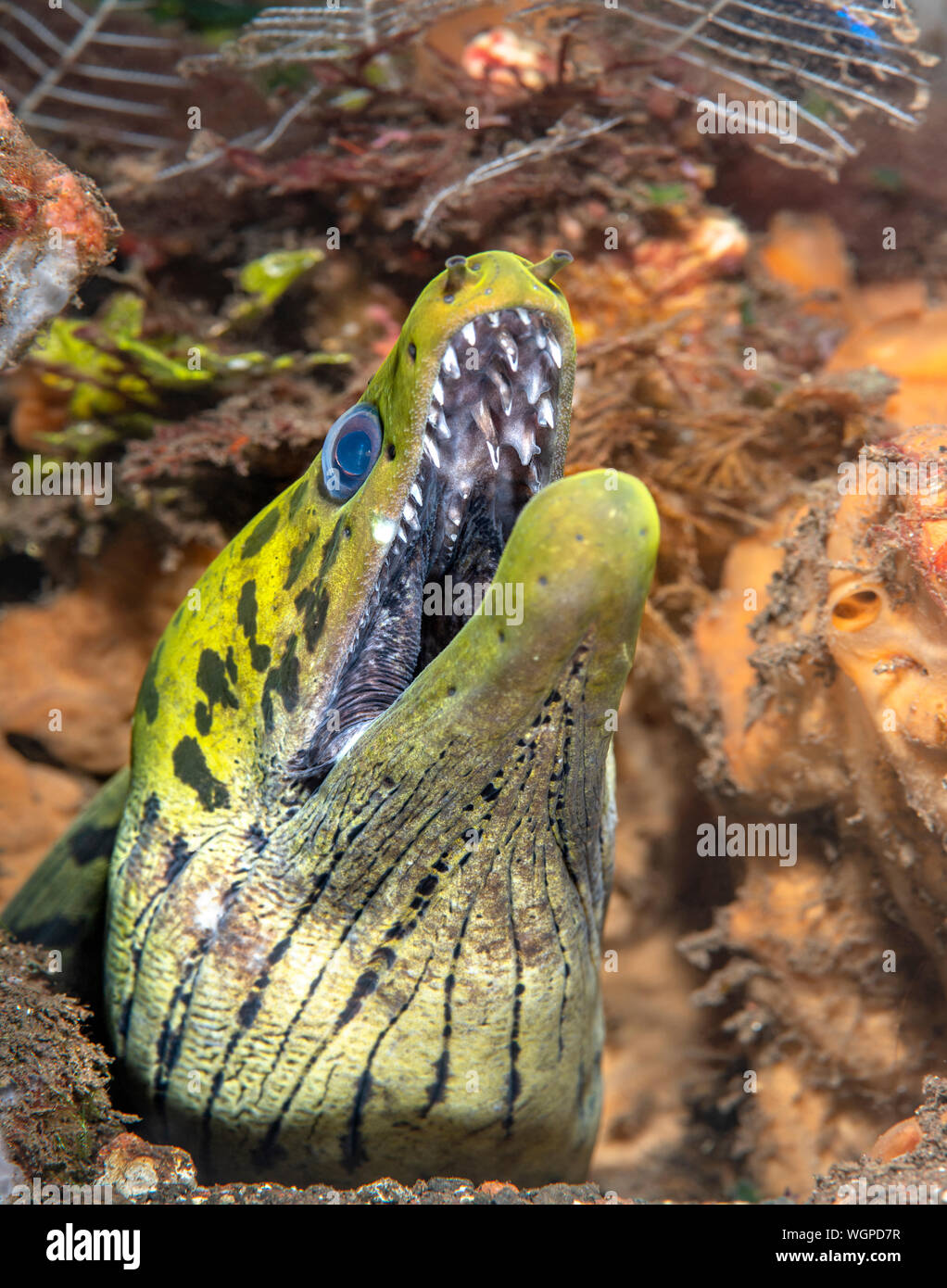 A large green moray eel shows its very sharp teeth while breathing Stock Photo - Alamy