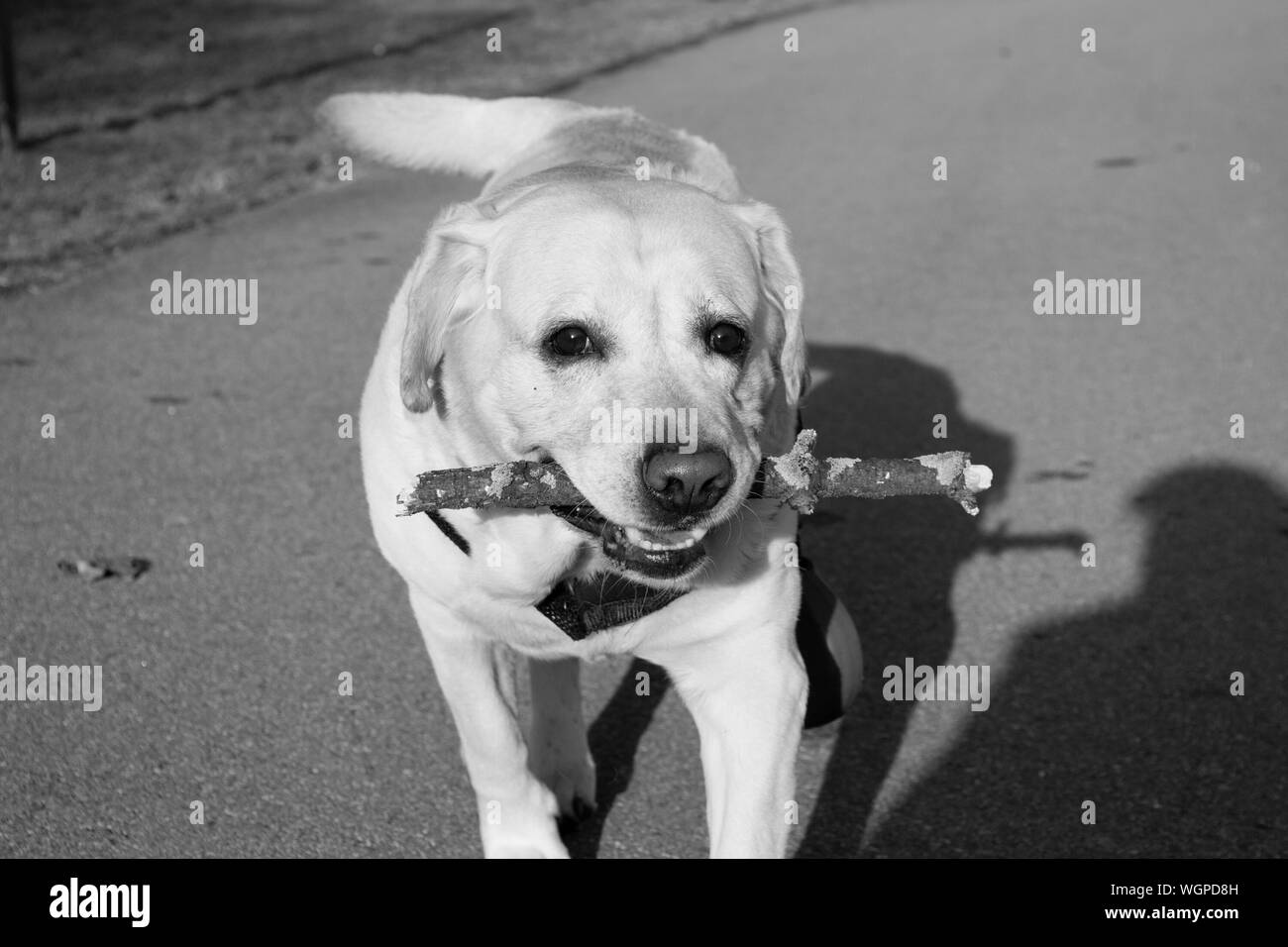 Portrait Of Dog Carrying Stick High Resolution Stock Photography and ...