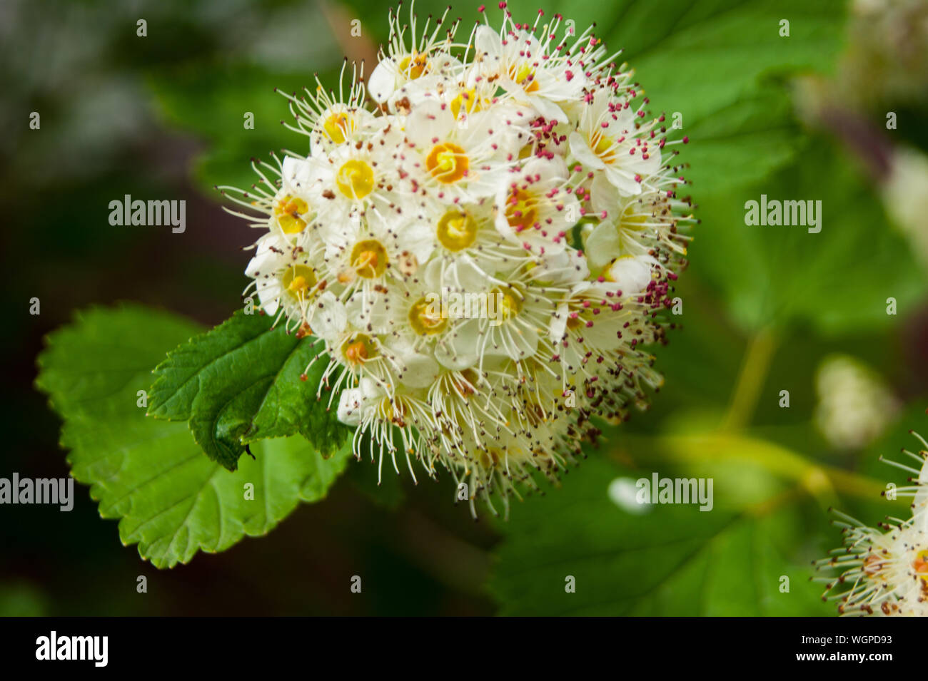 Useful plants. Kalina blooming. Berry bush. Green Flowers Background ...