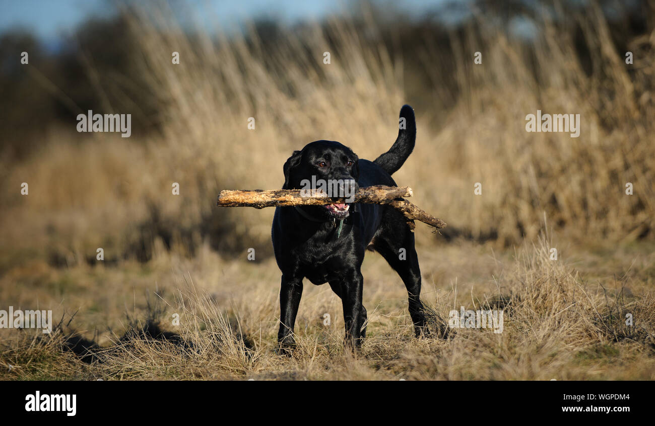 Pets carrying sticks hi-res stock photography and images - Alamy