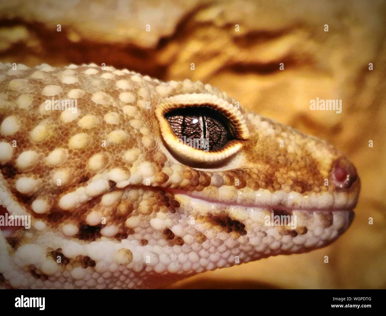 Side View Of Gecko High Resolution Stock Photography and Images - Alamy