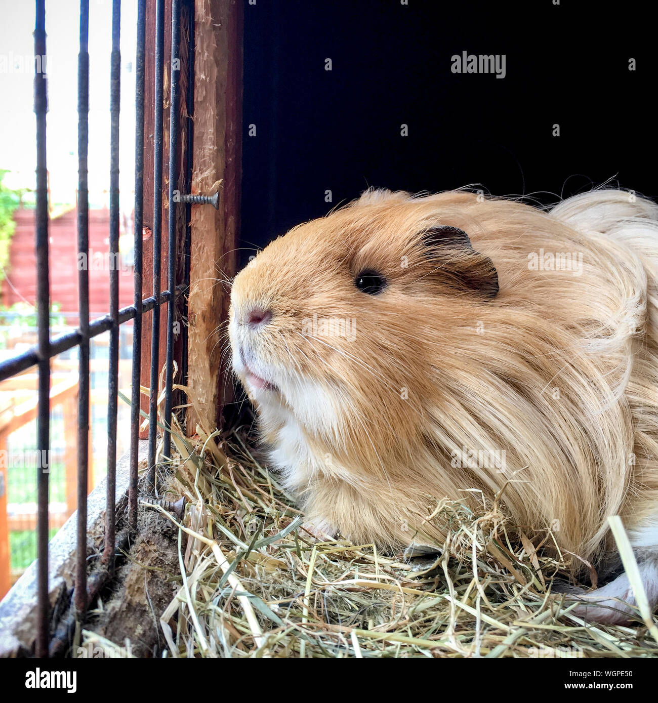 Guinea pig cage hi-res stock photography and images - Alamy