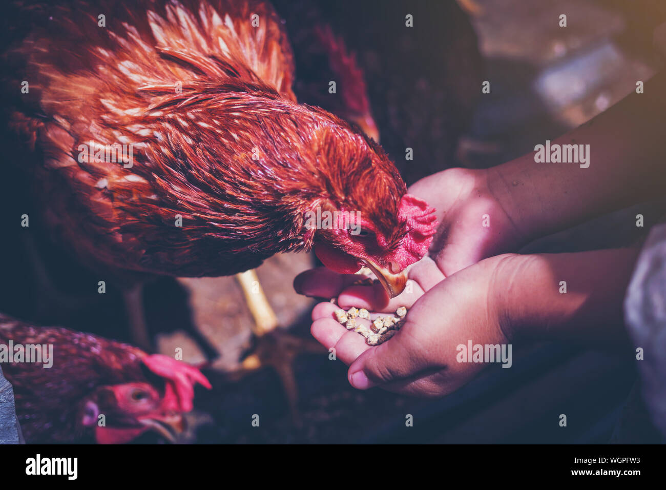 Hand feeding chicken hi-res stock photography and images - Alamy