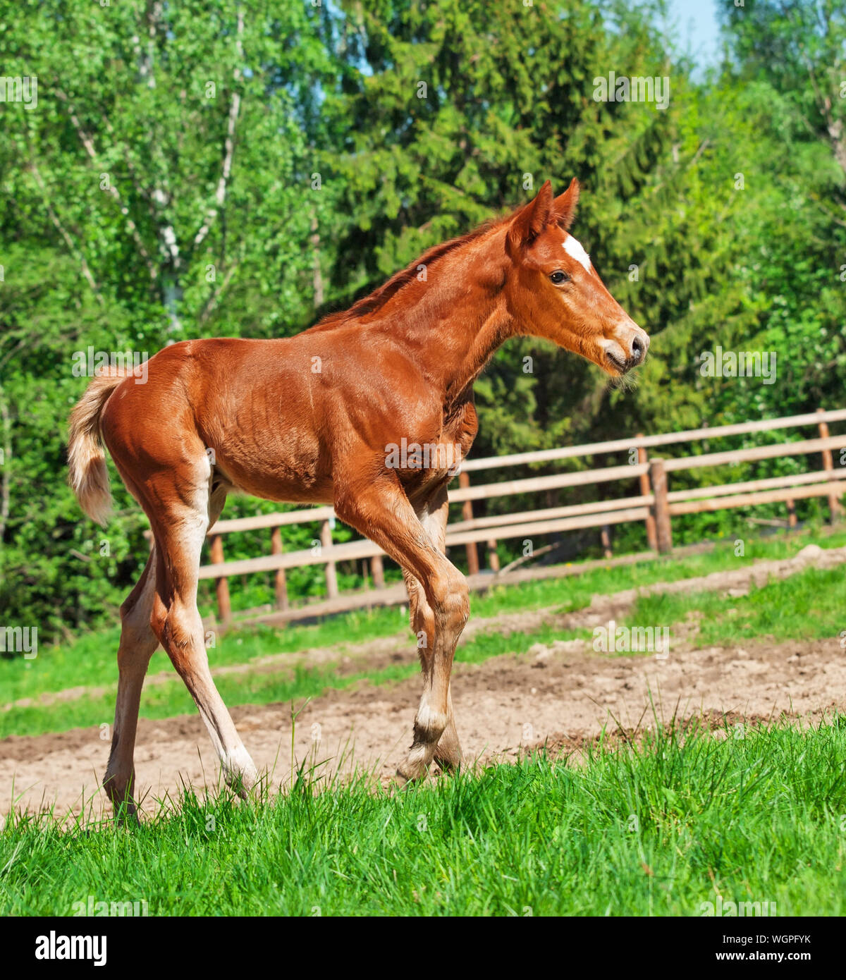 Profile or side view of foal hi-res stock photography and images - Alamy