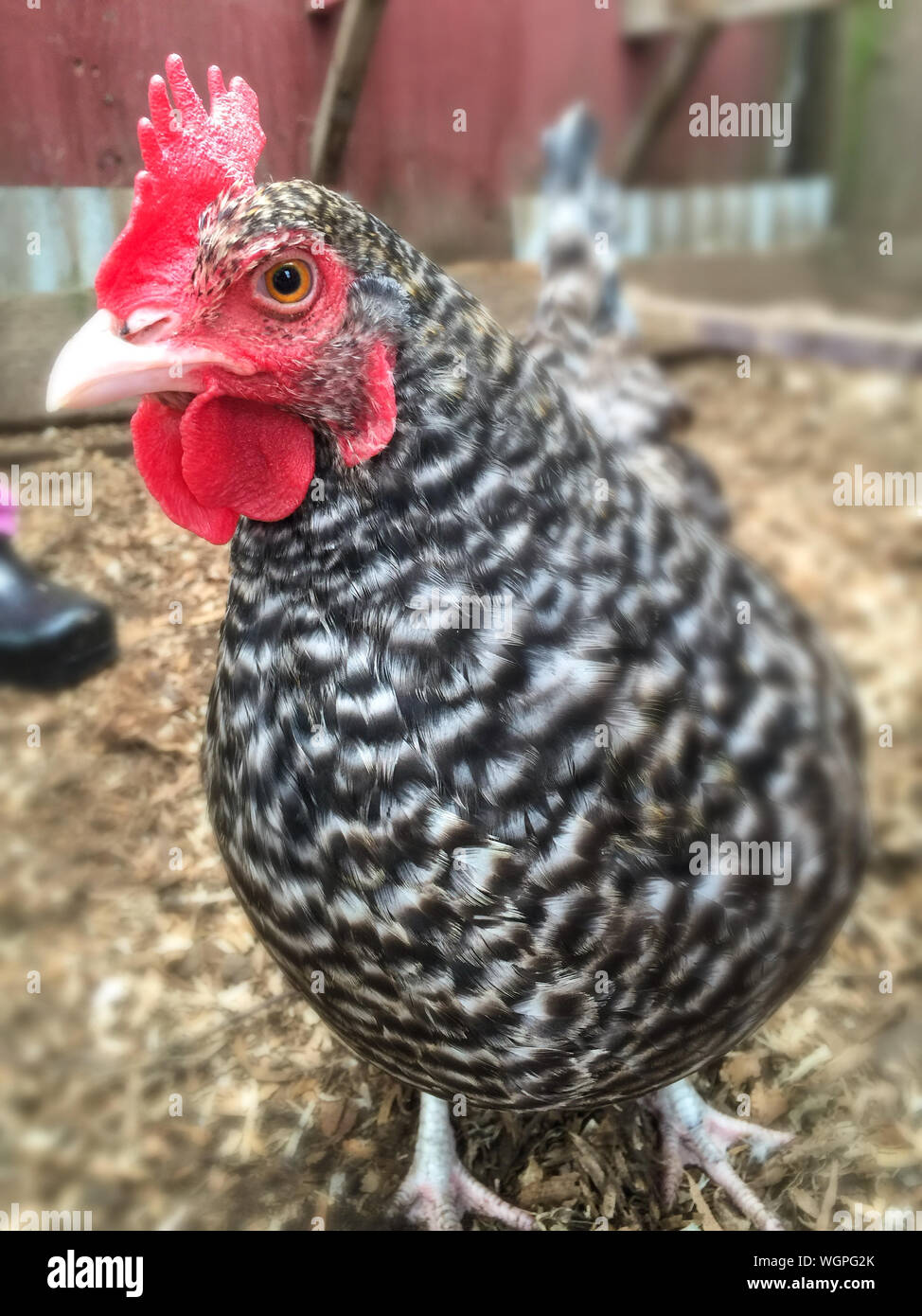 Red colored hen hi-res stock photography and images - Alamy