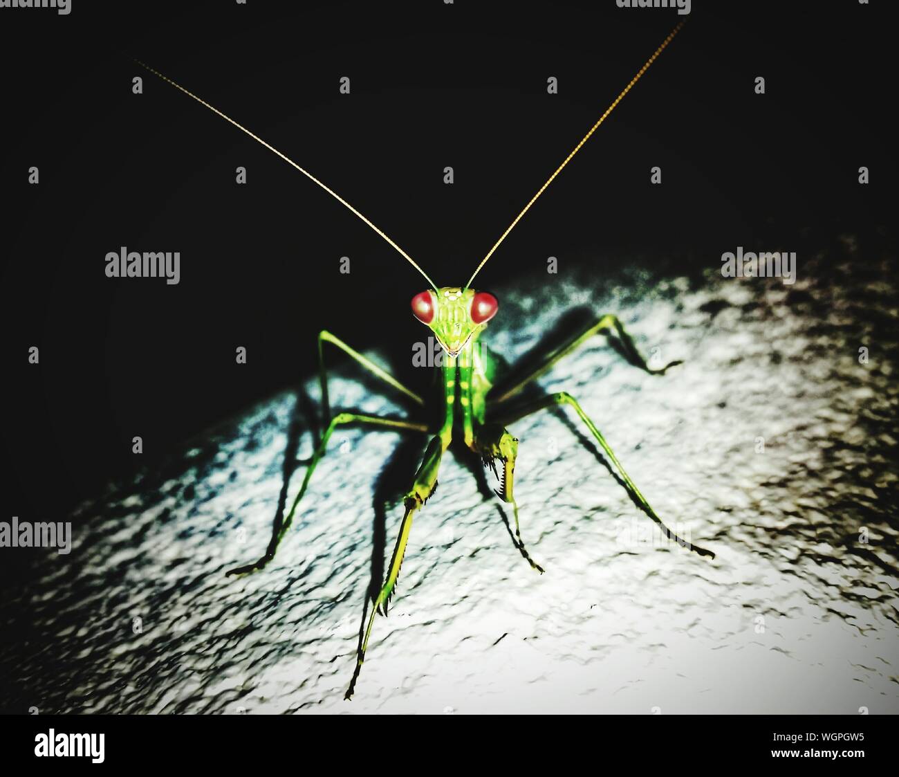 Green praying mantis on red hi-res stock photography and images - Alamy