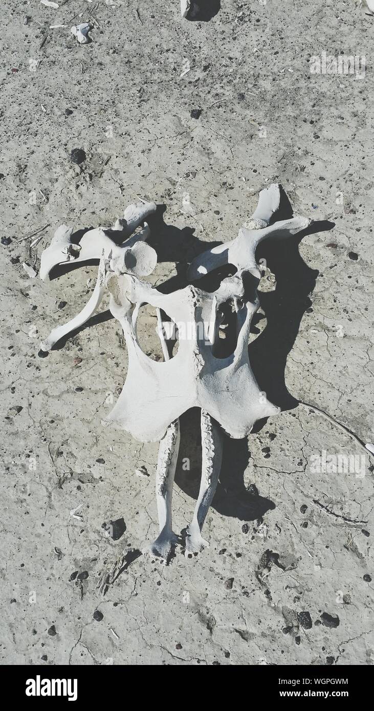 Sand bones hi-res stock photography and images - Alamy