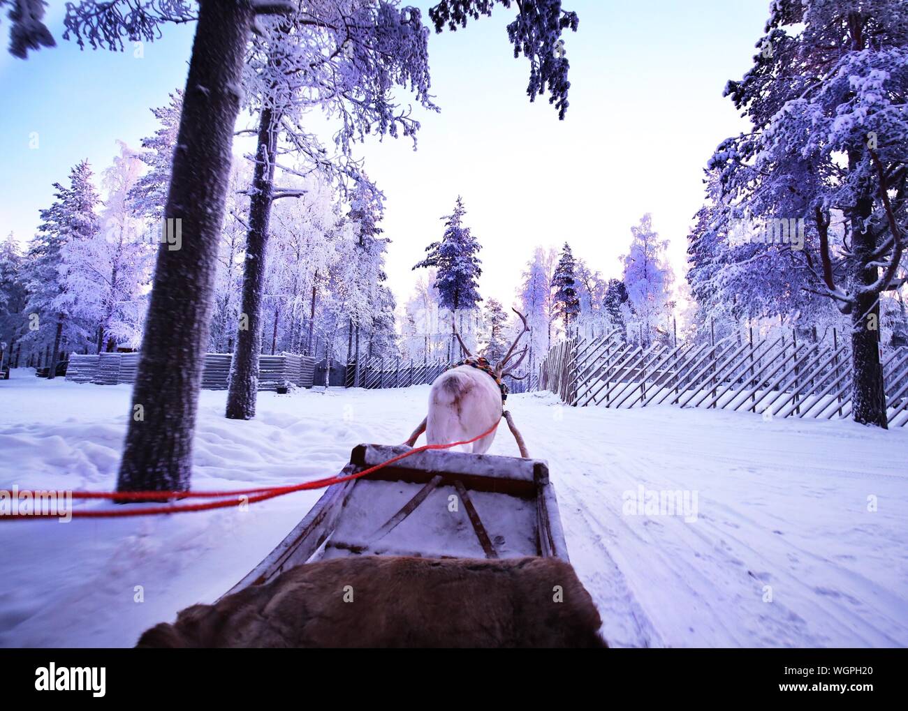 Reindeer and sled hi-res stock photography and images - Alamy