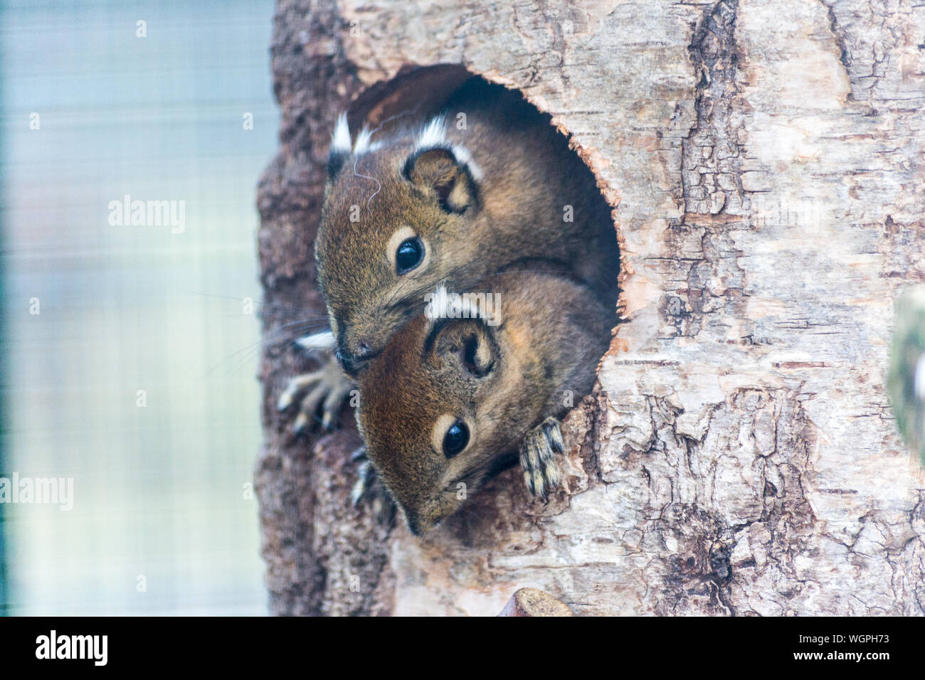 Two squirrels tree hi-res stock photography and images - Alamy