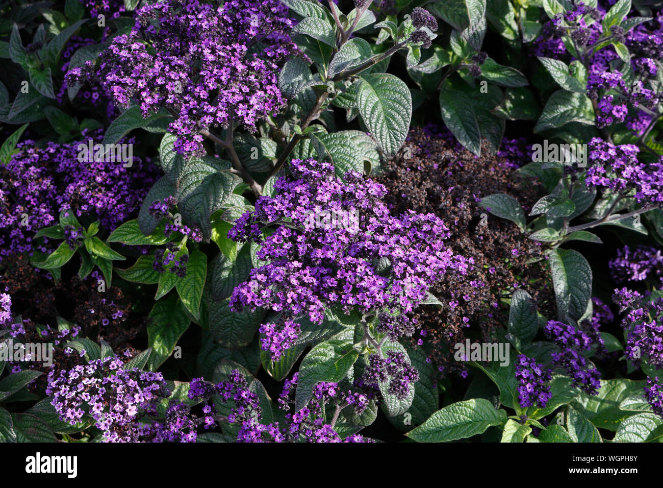 Purple heliotrope hi-res stock photography and images - Alamy