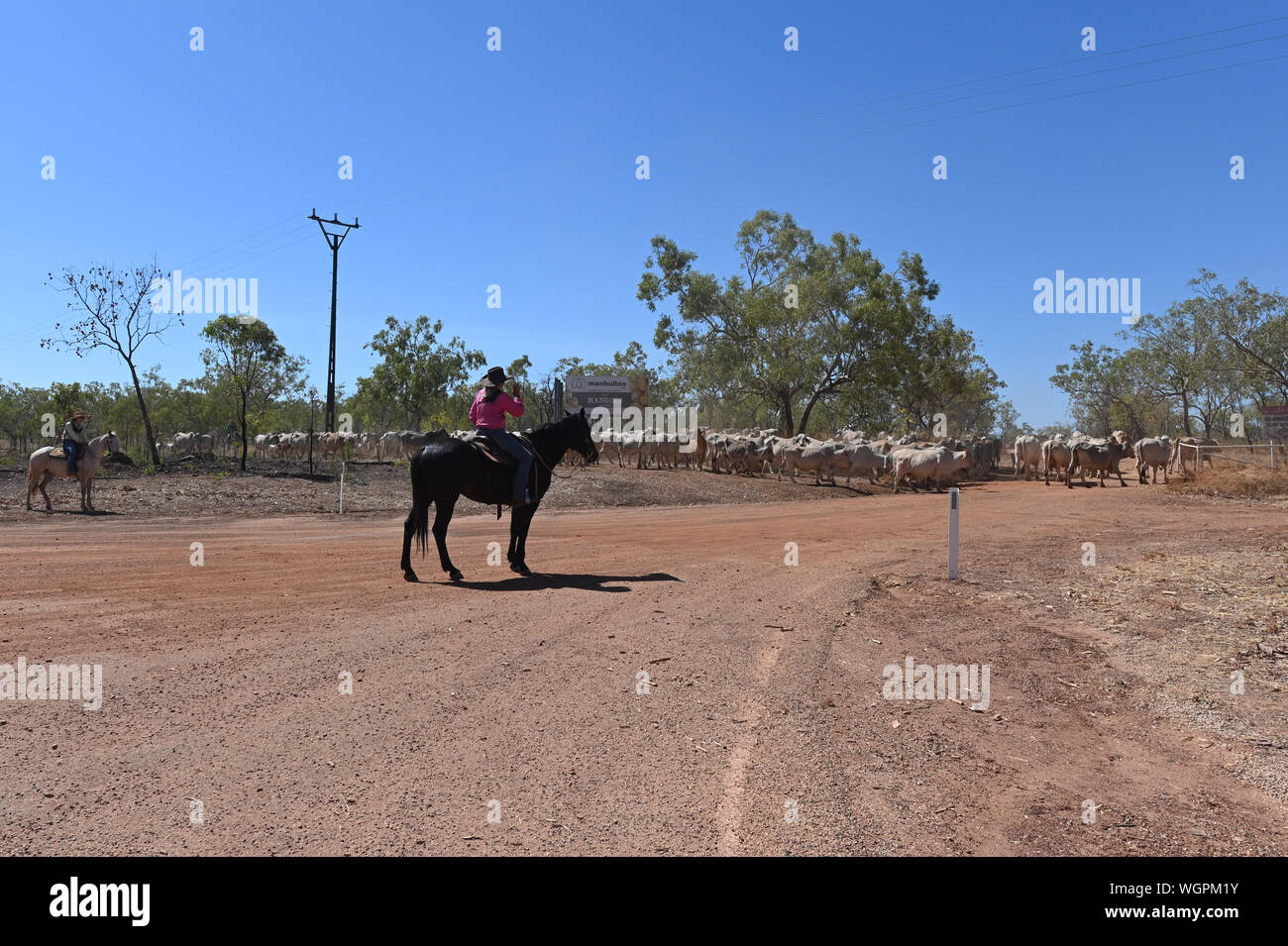 Cowgirl Herding Cattle High Resolution Stock Photography and Images - Alamy