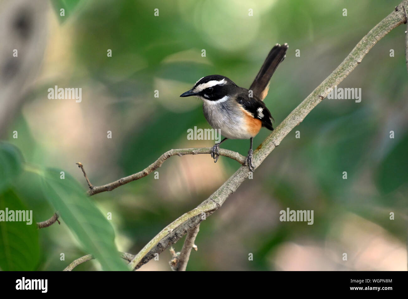 Robin Looking Up High Resolution Stock Photography and Images - Alamy