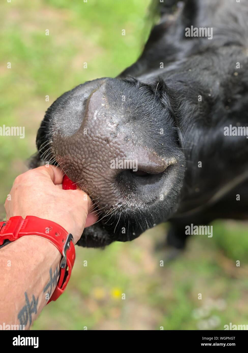 Hand feeding cow hi-res stock photography and images - Alamy