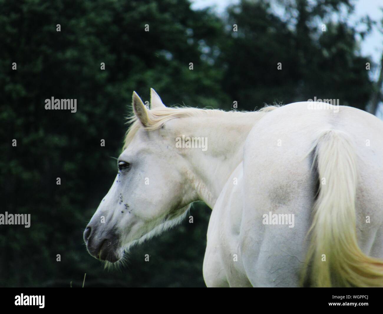Rear view of horse hi-res stock photography and images - Alamy