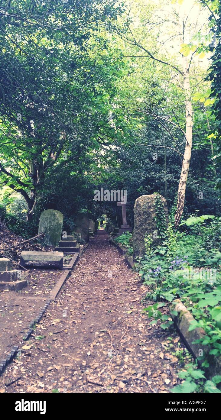 Old Growth Cemetery High Resolution Stock Photography and Images - Alamy