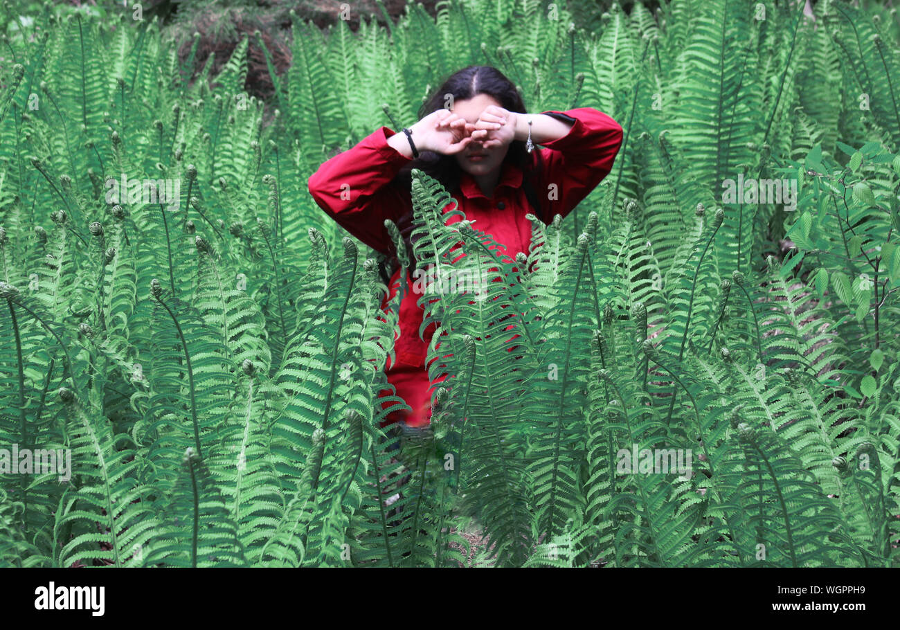 Real Ferns High Resolution Stock Photography and Images - Alamy