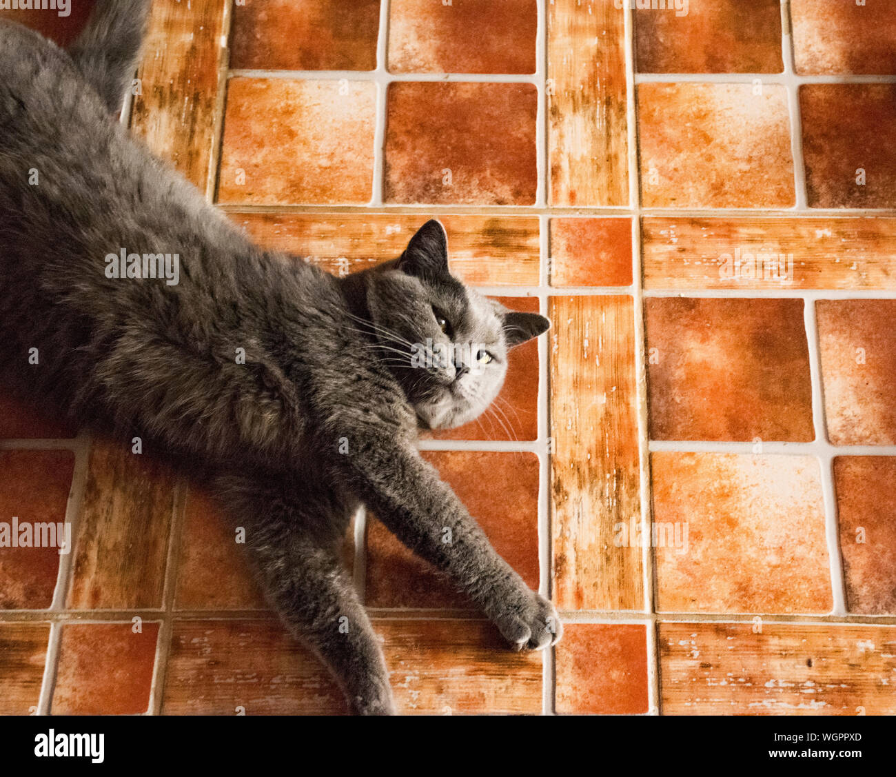 Portrait cat sitting tiled floor cat hi-res stock photography and ...