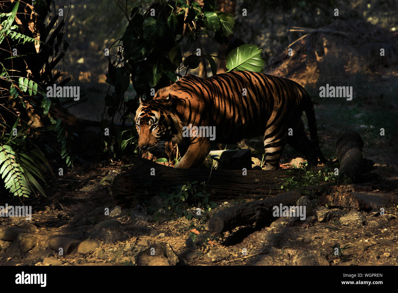 beast Stock Photo - Alamy