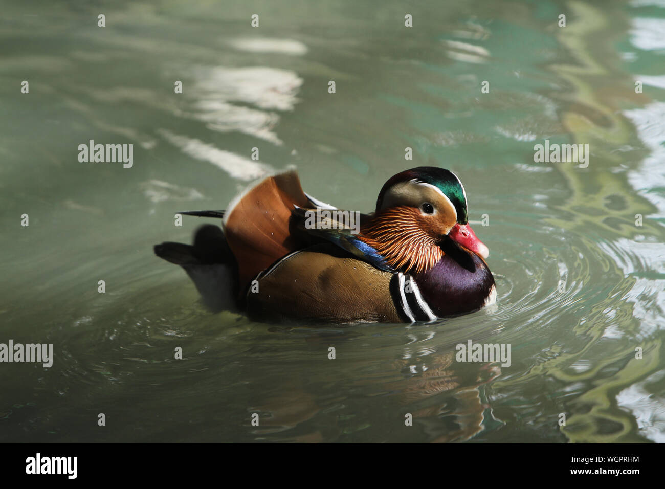 Swimmer duck hi-res stock photography and images - Alamy