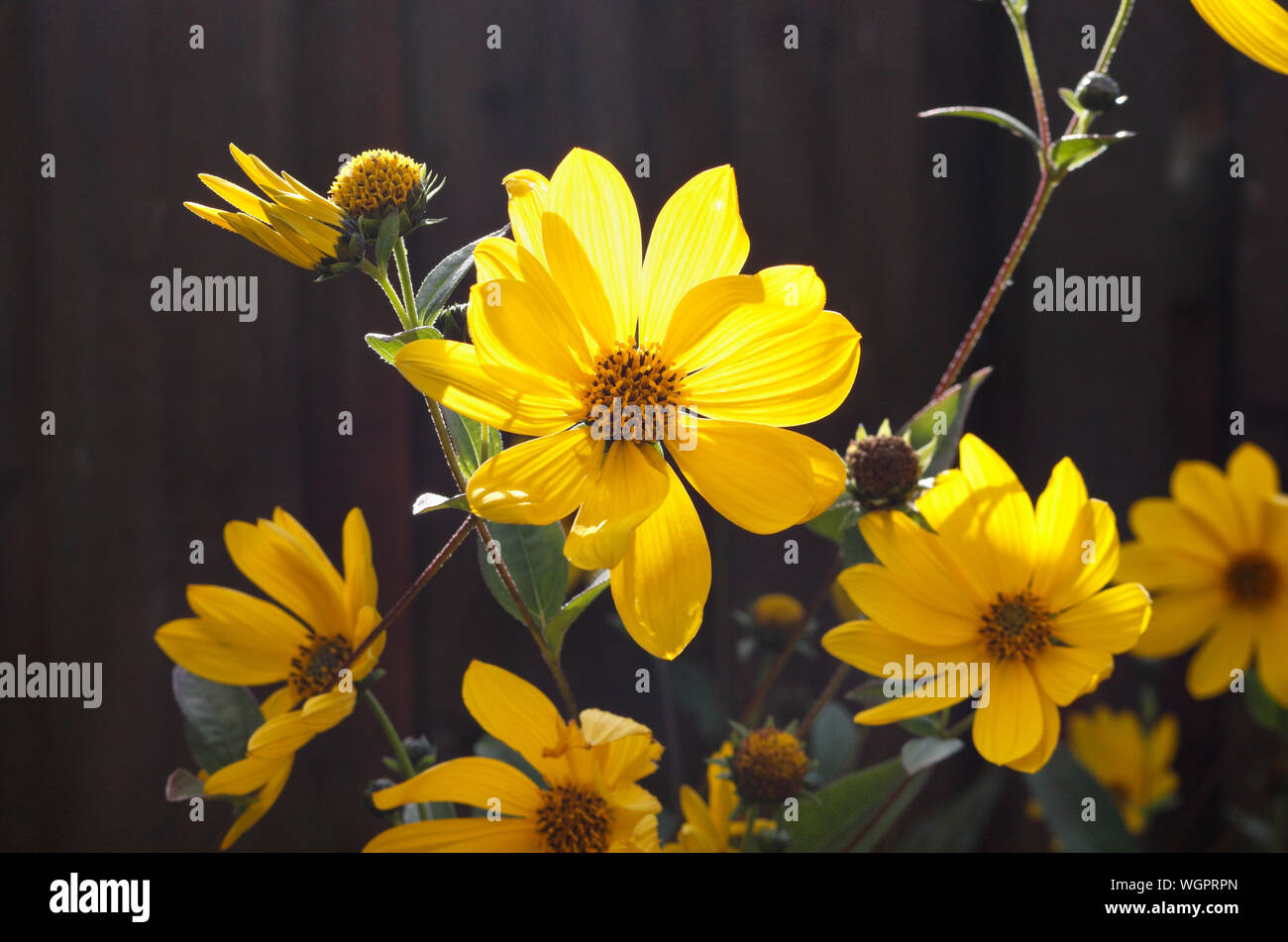 Helianthus lemon queen hi-res stock photography and images - Alamy