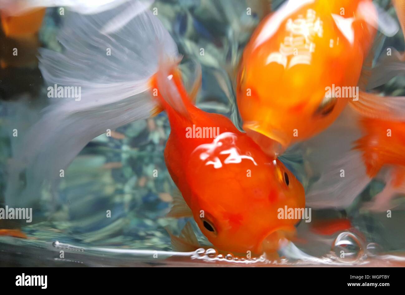 Goldfish eating fish hi-res stock photography and images - Alamy
