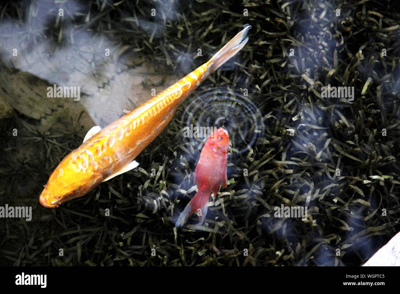 Two koi swimming hi-res stock photography and images - Alamy