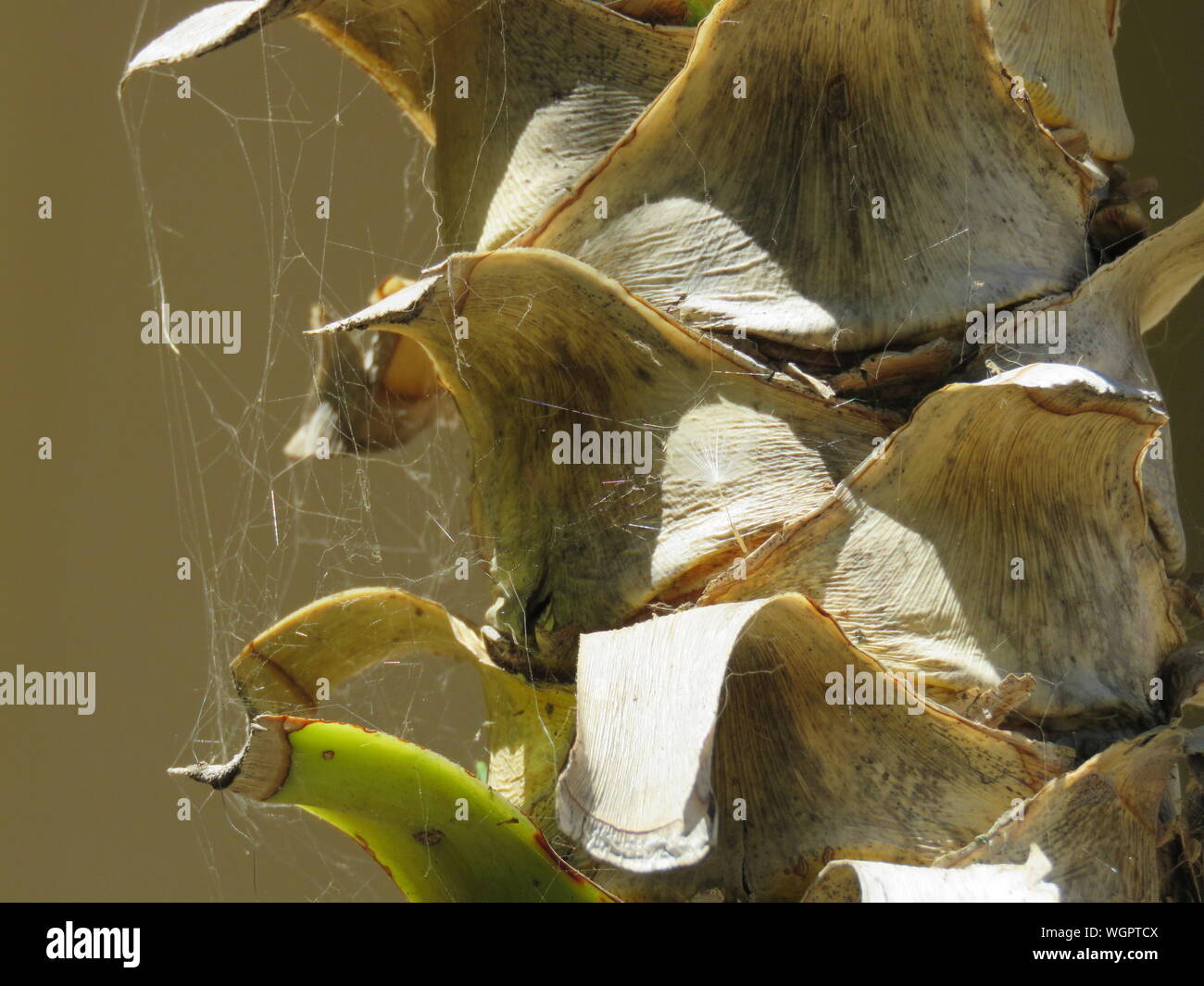 Palm spider hi-res stock photography and images - Alamy