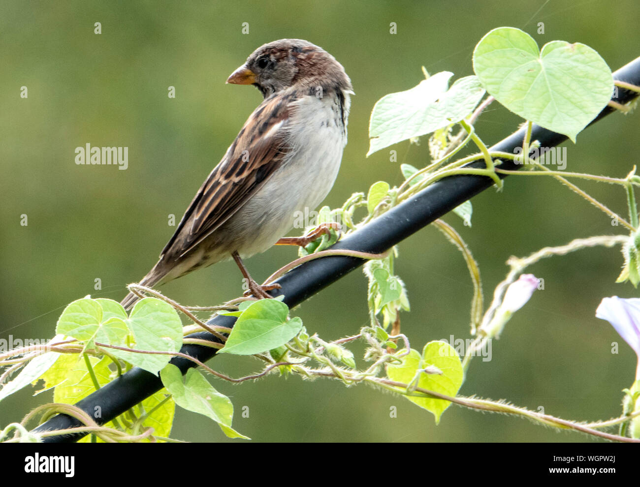 Twisted vines hi-res stock photography and images - Alamy