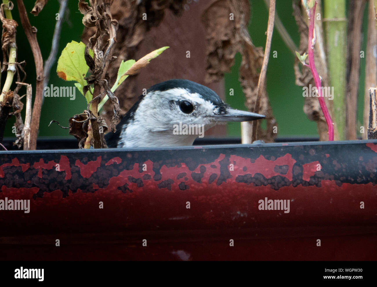 Rim bottom hi-res stock photography and images - Alamy