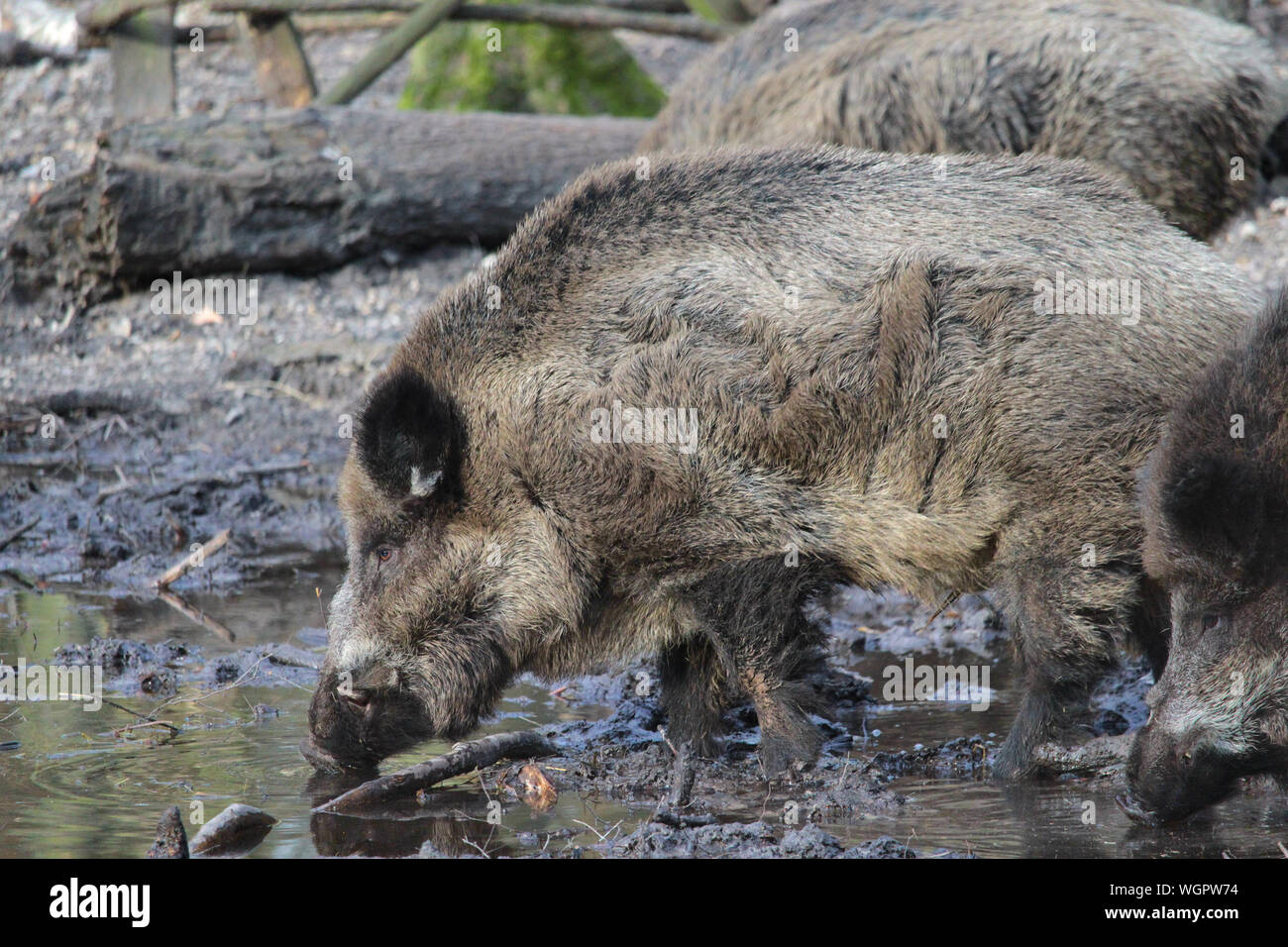 Boar in lake hi-res stock photography and images - Alamy