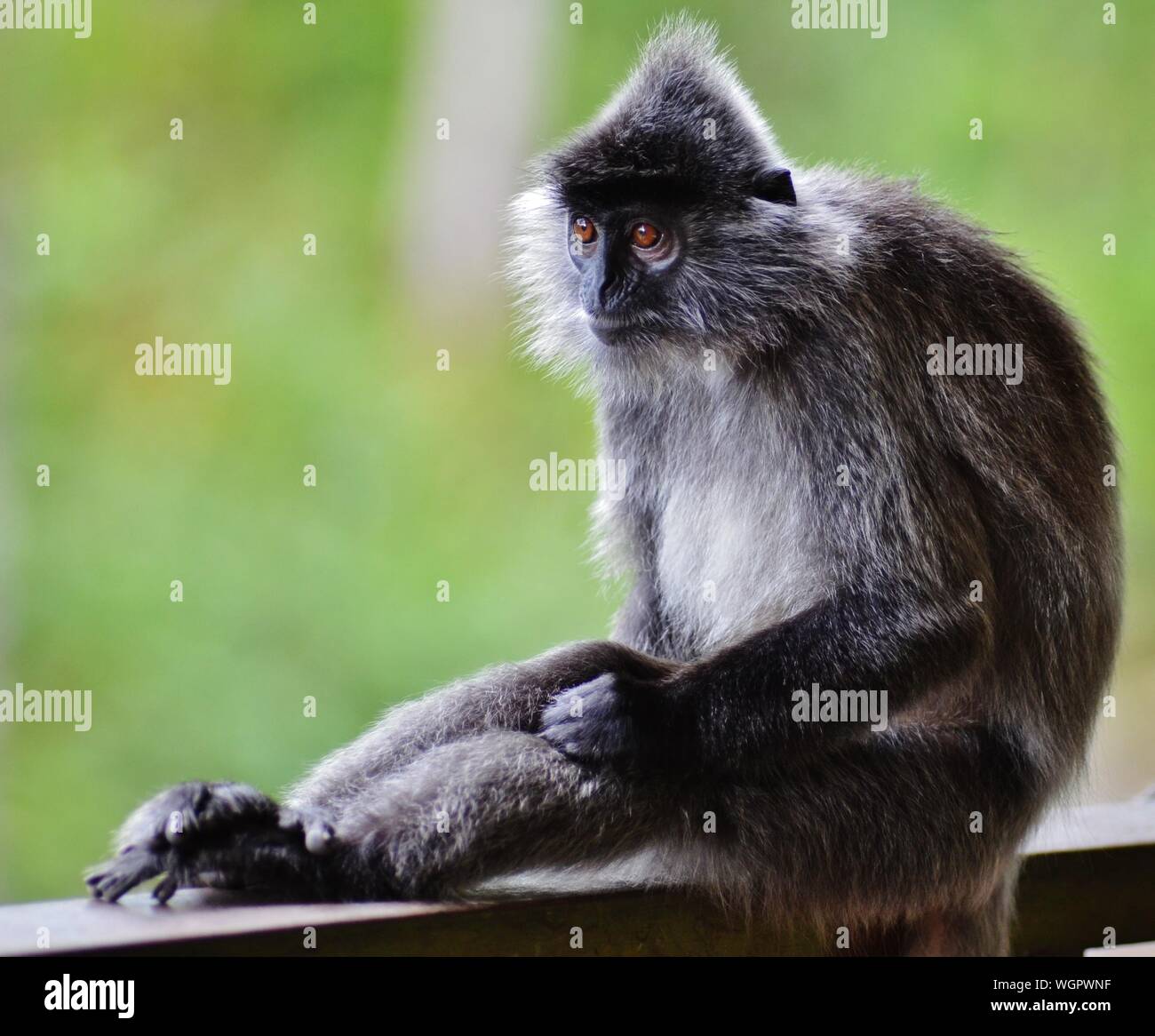 Silvery lutung hi-res stock photography and images - Alamy