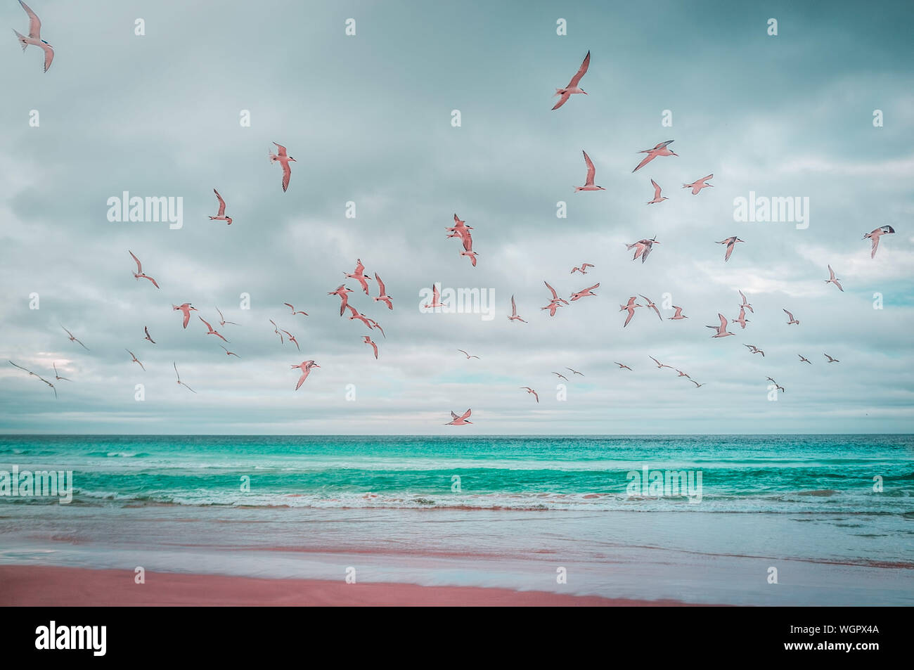 Sea water birds hi-res stock photography and images - Alamy