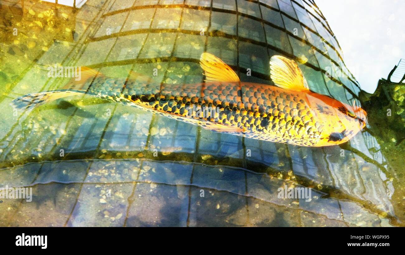 Double Exposure Wildlife High Resolution Stock Photography and Images ...