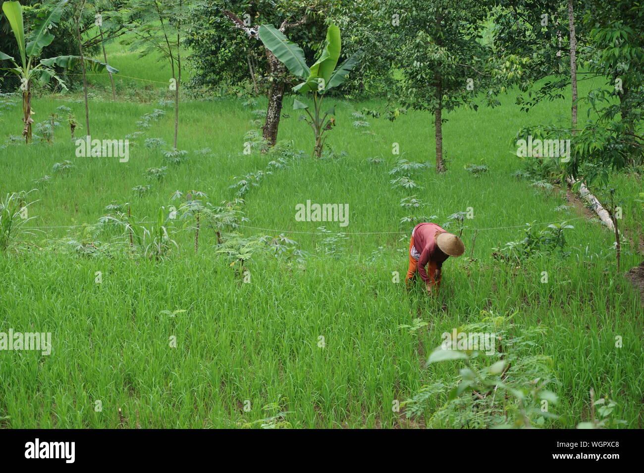 Farmer working hi-res stock photography and images - Alamy