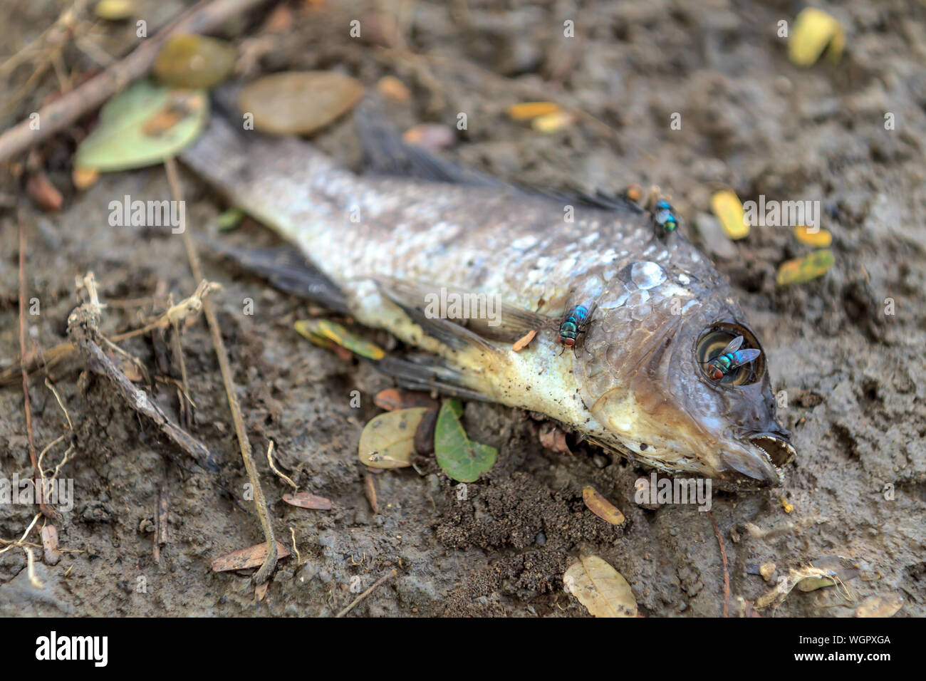 Dead fish ground thailand hi-res stock photography and images - Alamy